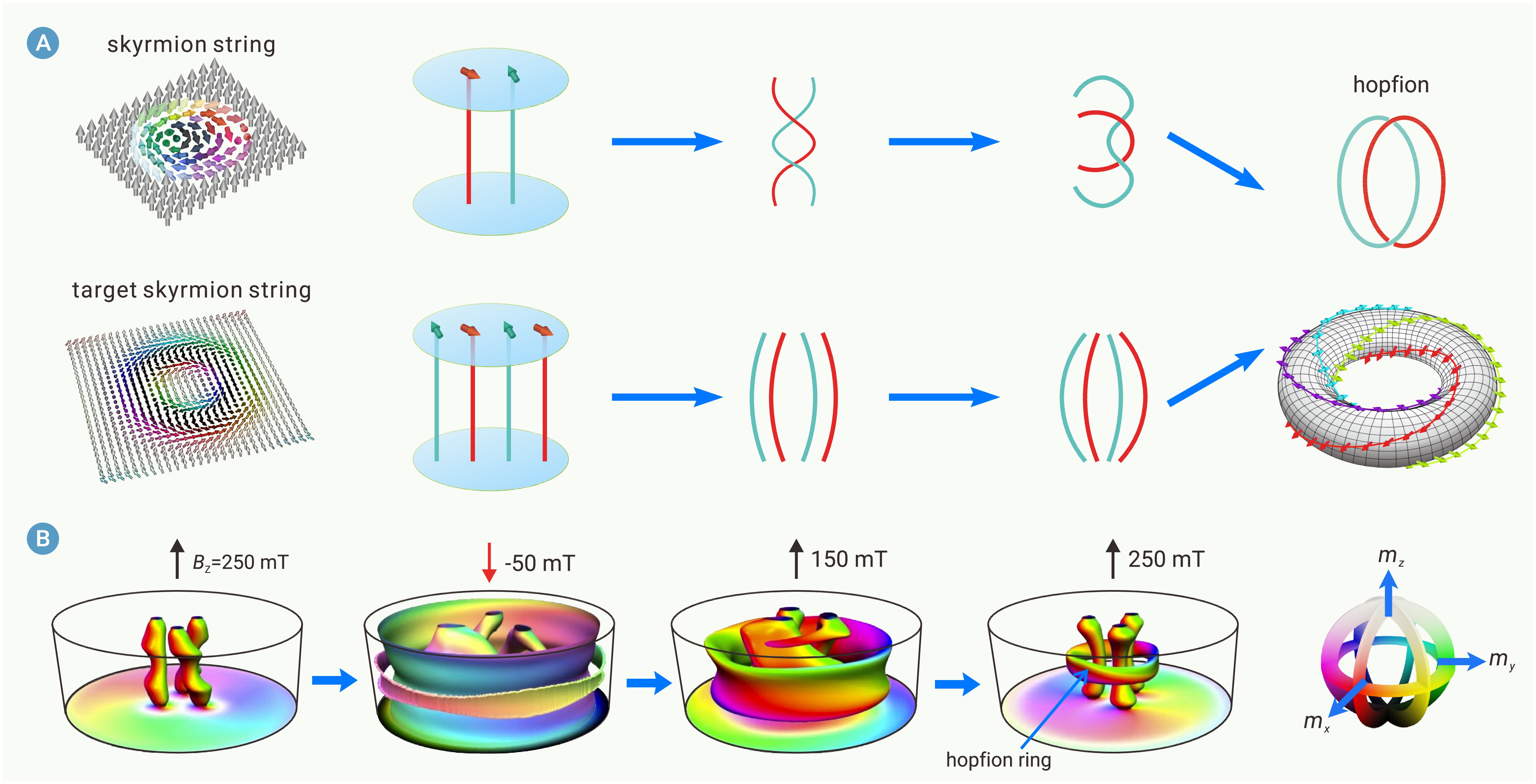 Magnetic hopfion rings entangled with skyrmions
