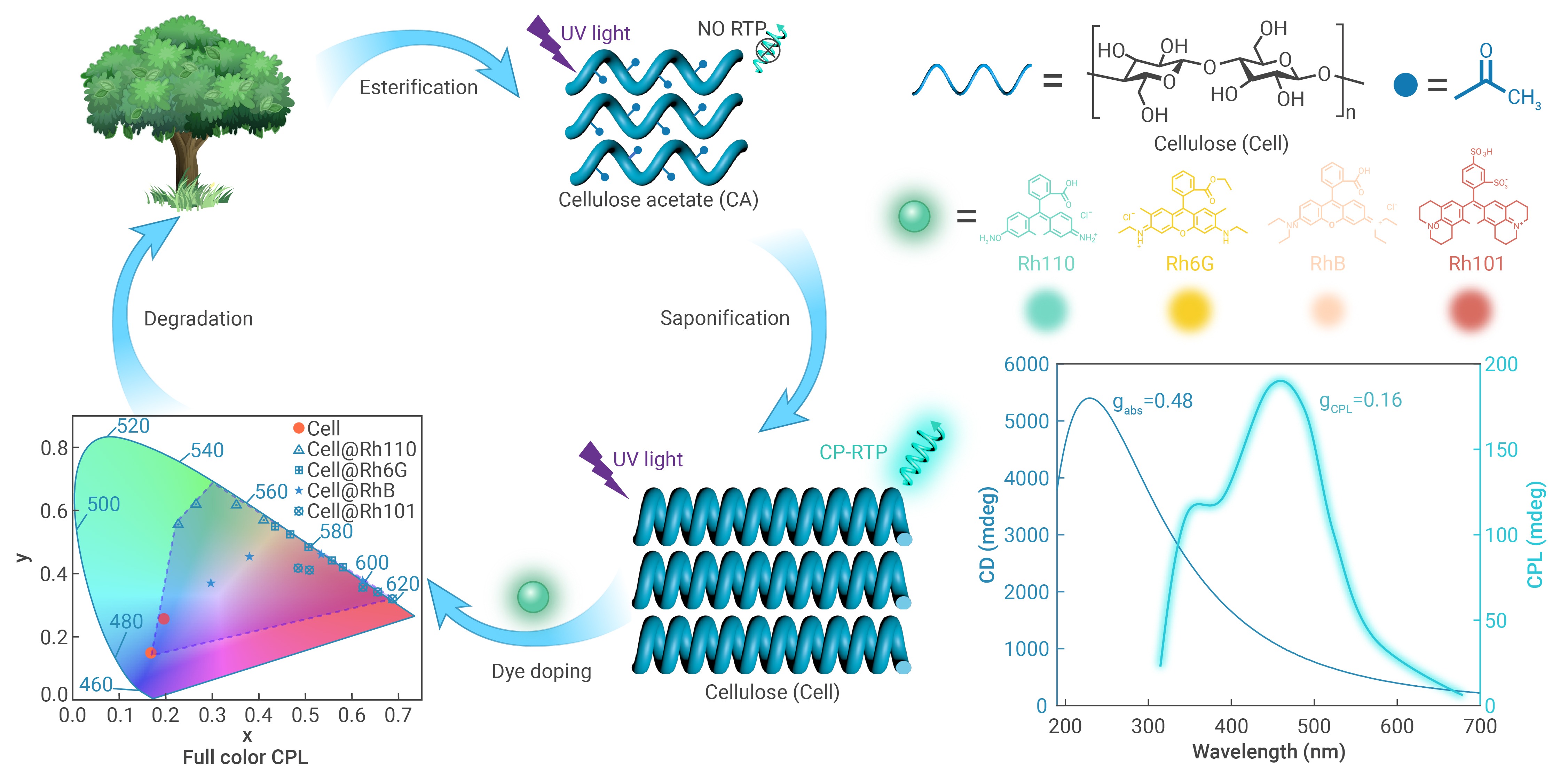 Large-scale and flexible circularly polarized room temperature ...