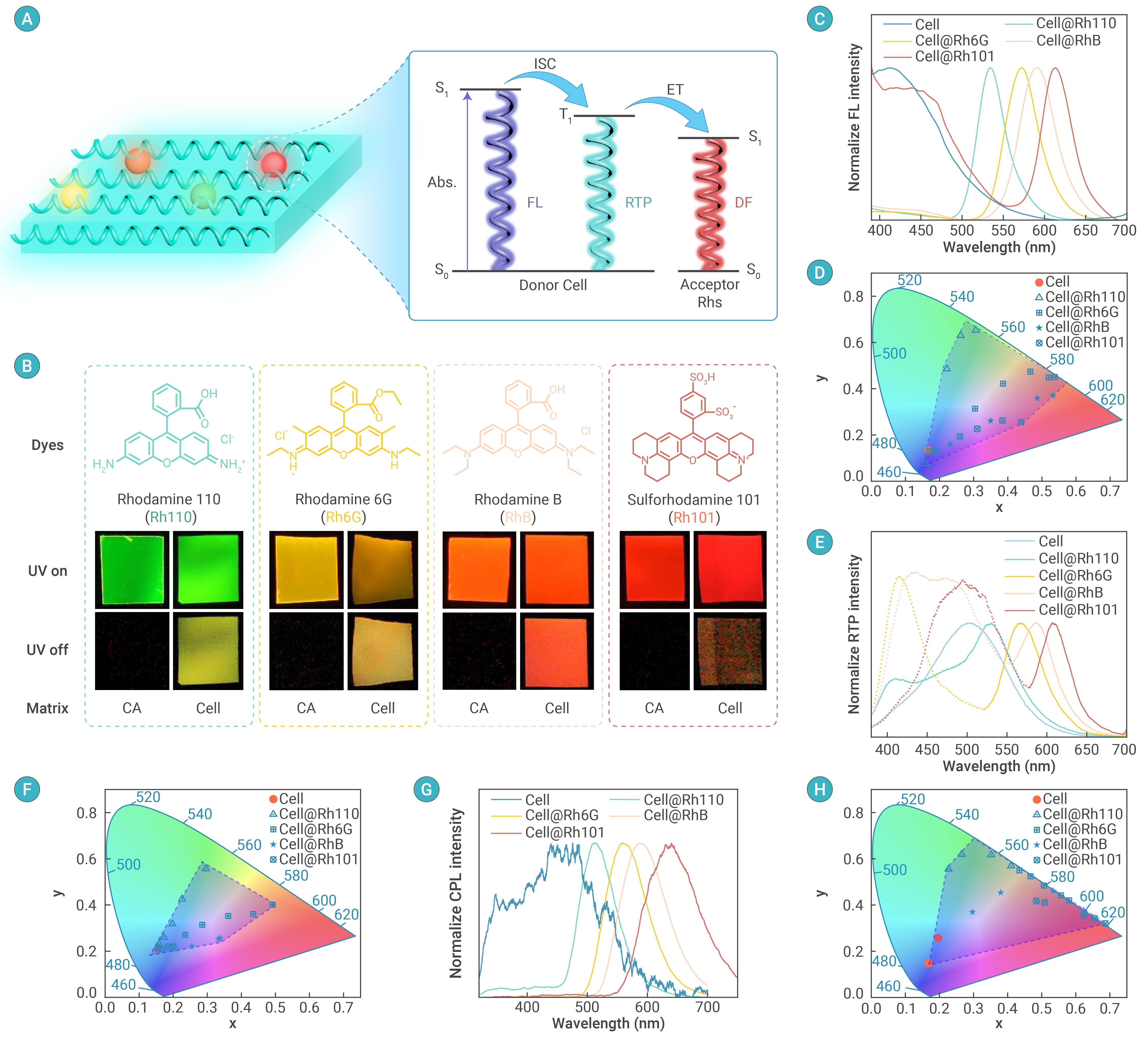 Large-scale and flexible circularly polarized room temperature ...