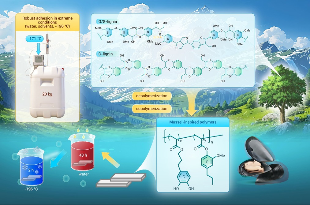 Robust mussel-inspired adhesives sourced from sustainable lignin