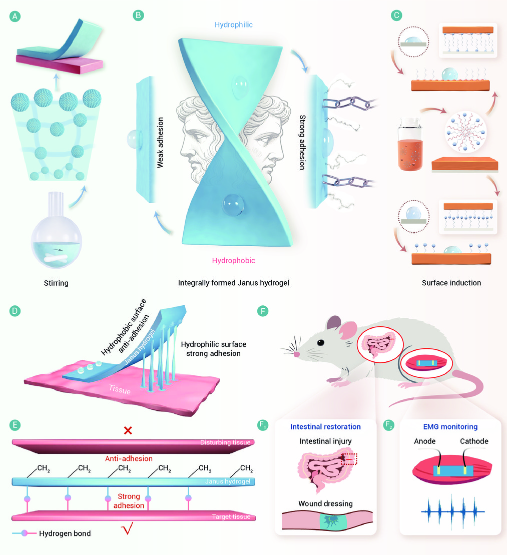 Integrally formed asymmetric hydrogel for biomaterials and ...