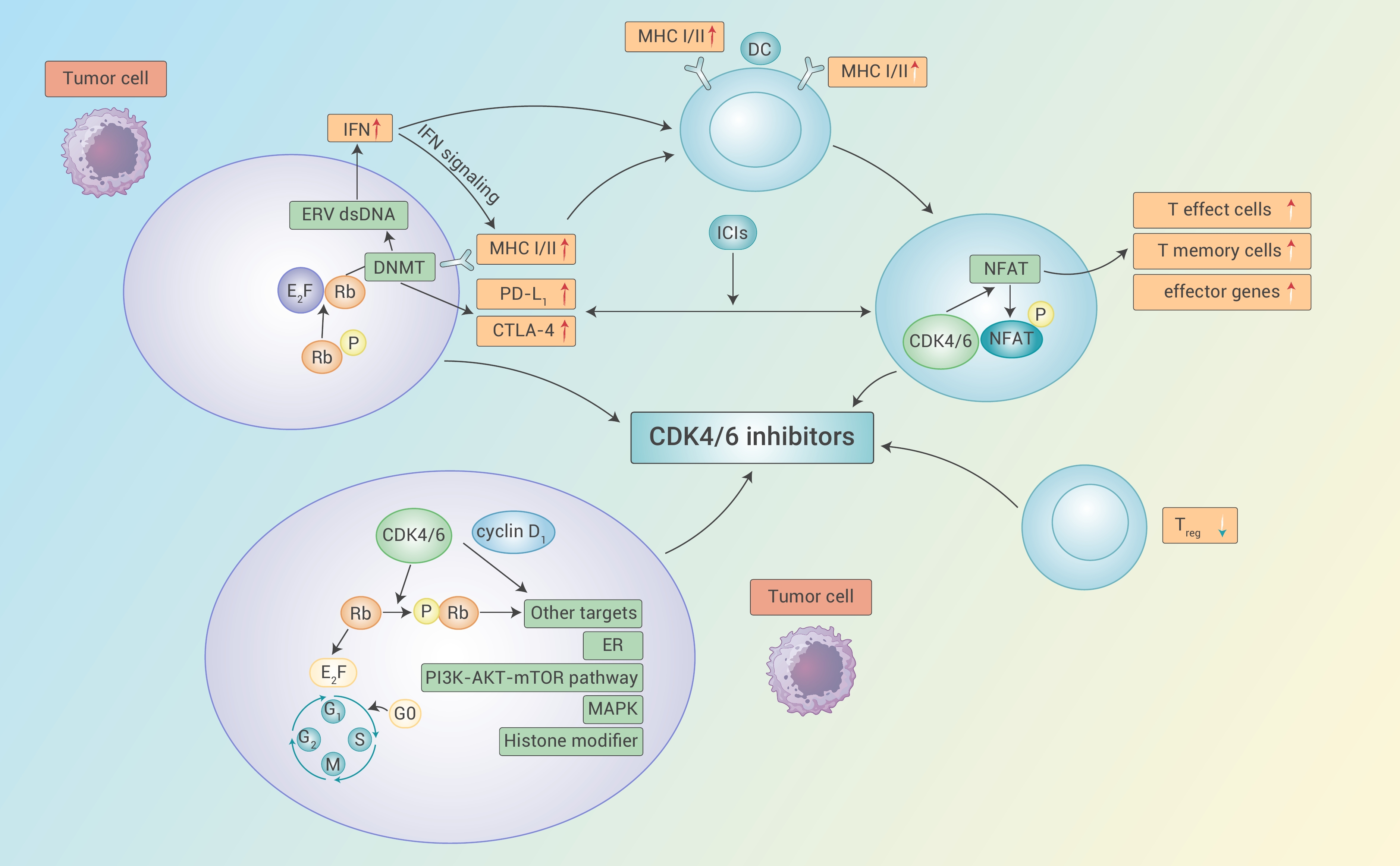 CDK4/6 inhibition: What’s happening beyond CDK4/6 inhibition may also ...