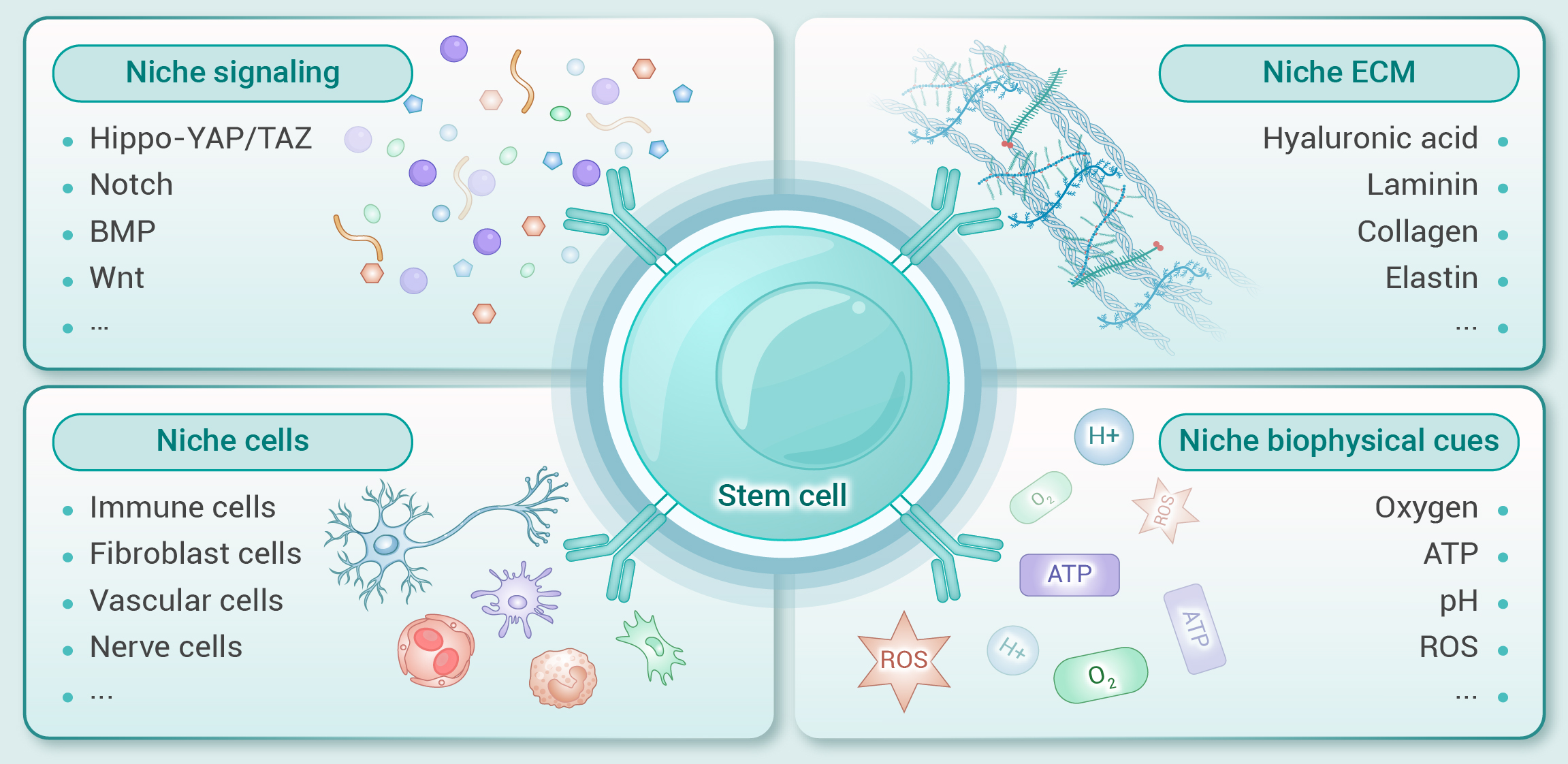 Stem cell niches functionalized strategies for organ regeneration and ...