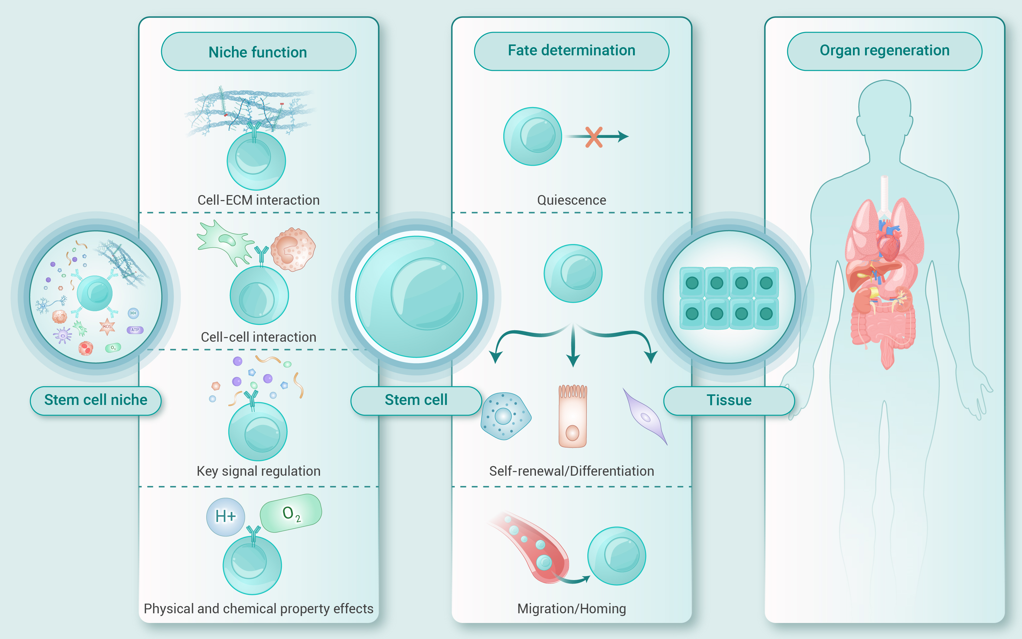 Stem cell niches functionalized strategies for organ regeneration and ...