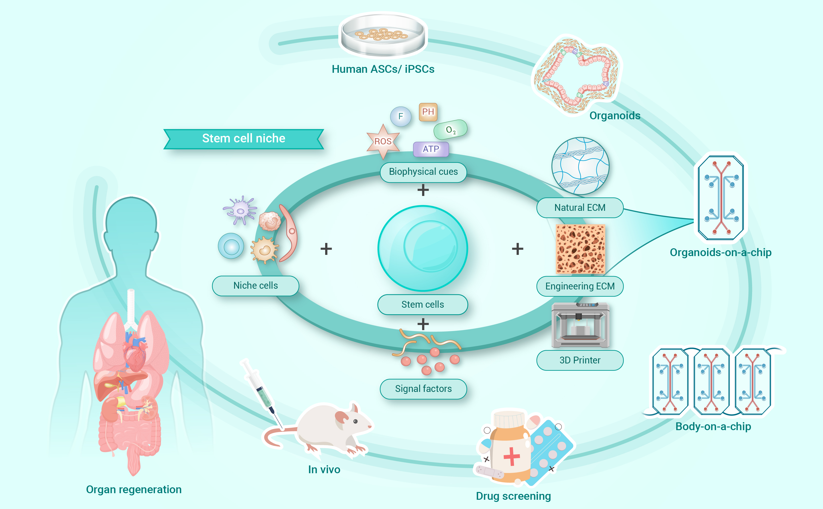Stem cell niches functionalized strategies for organ regeneration and ...