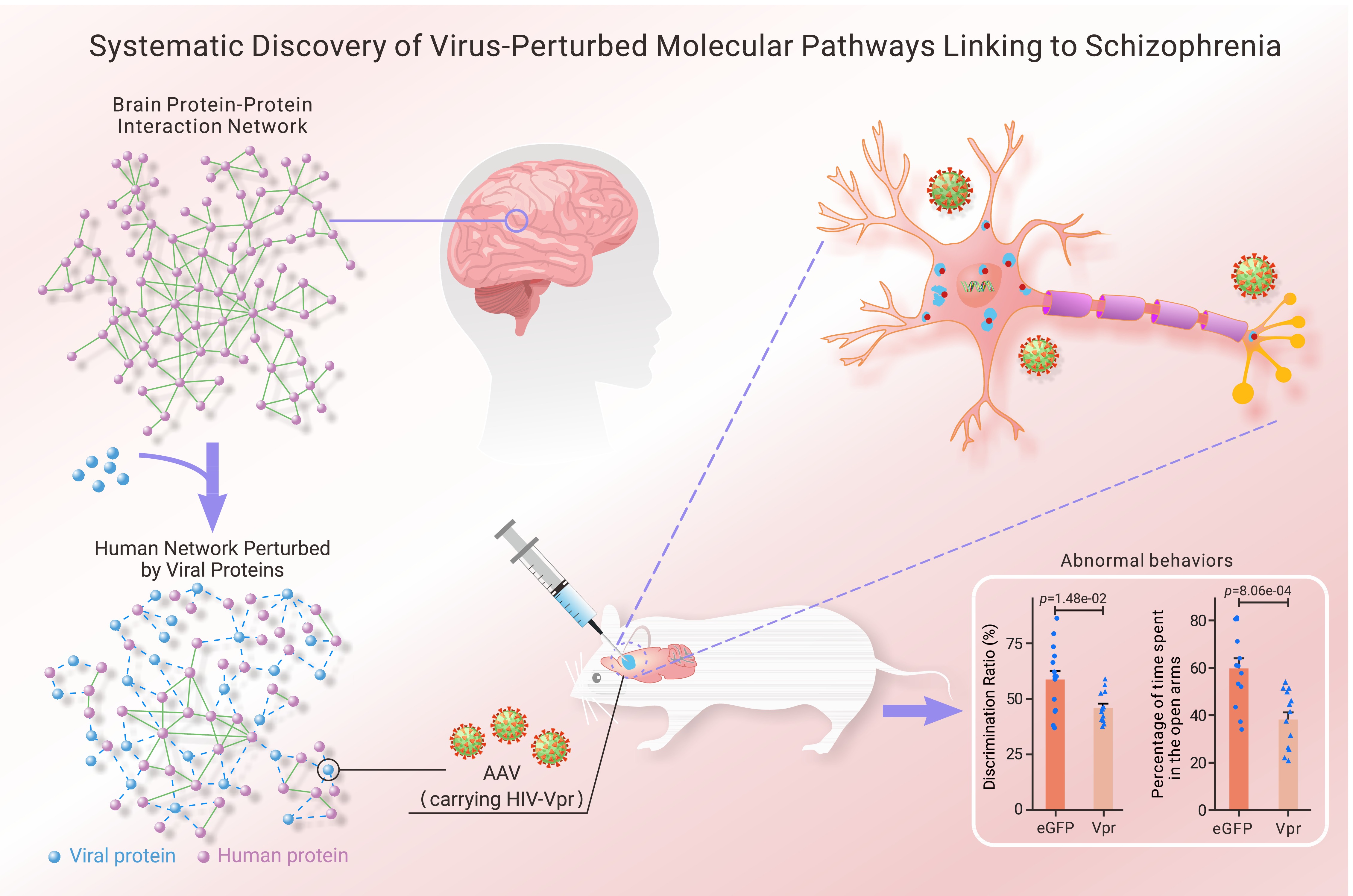 Systematic discovery of virus-perturbed molecular pathways linking to ...