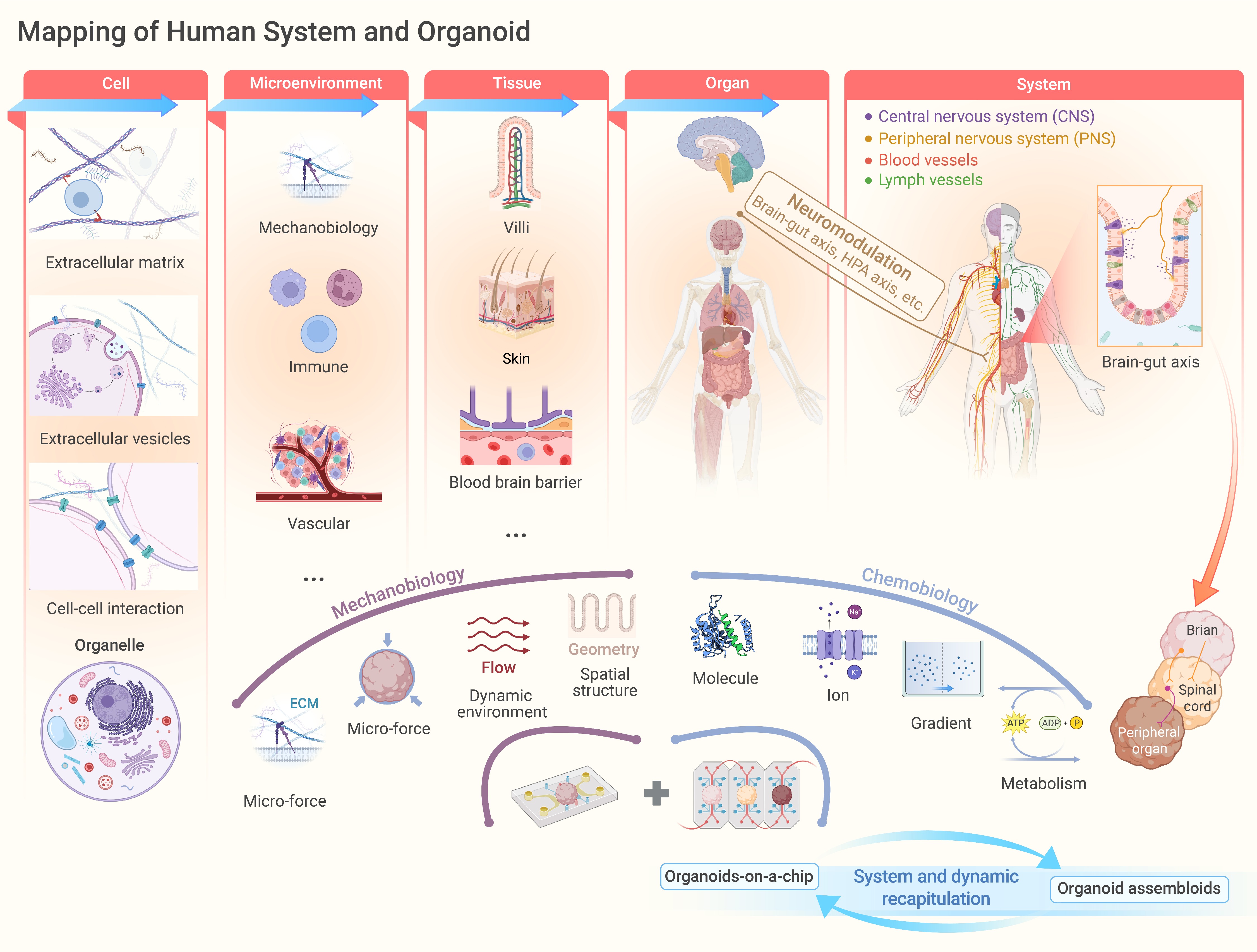 Converging neural-centric and mechano-regulation in organoid modeling ...
