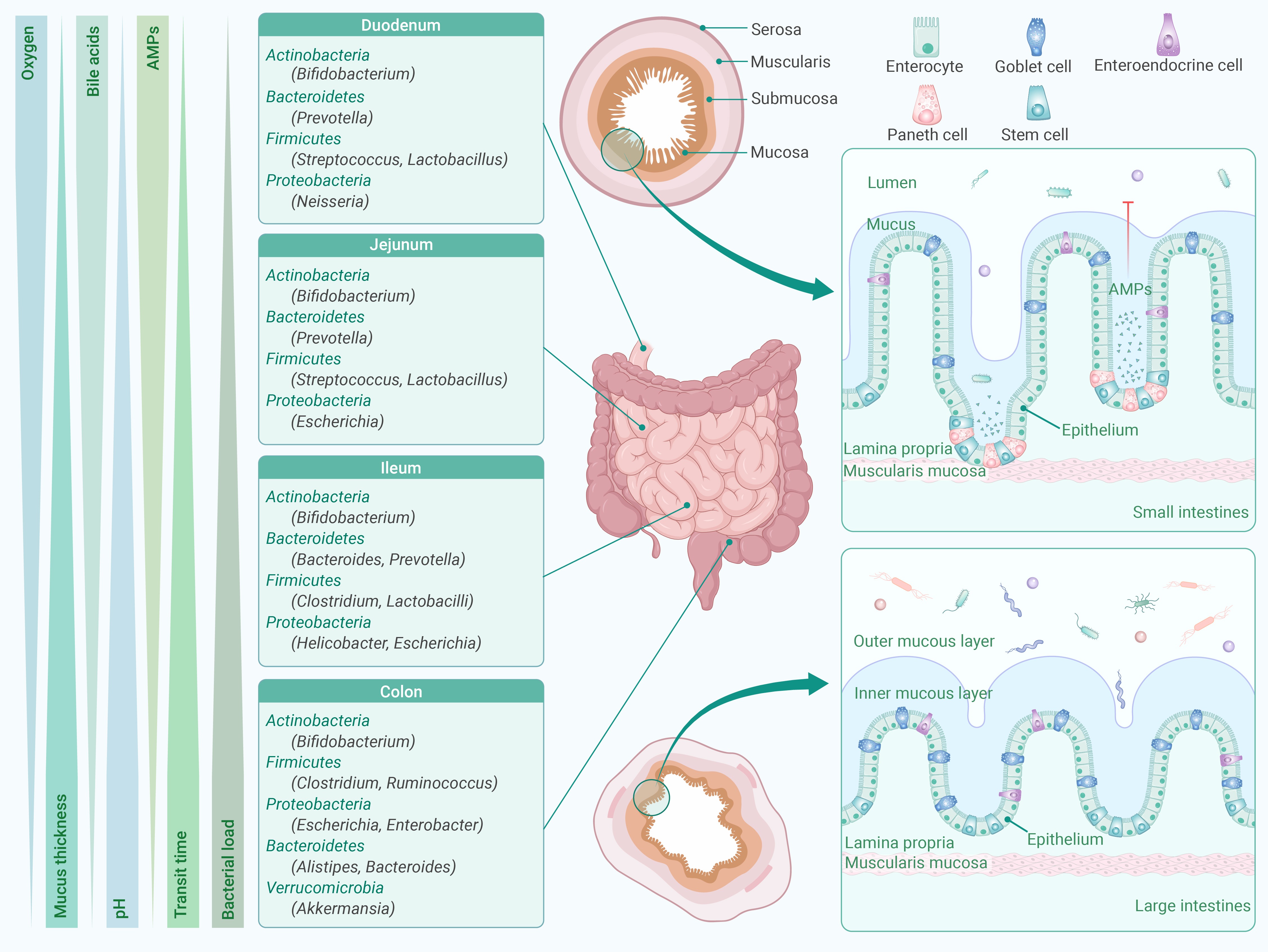 Intestinal microecology dysbiosis in inflammatory bowel disease ...