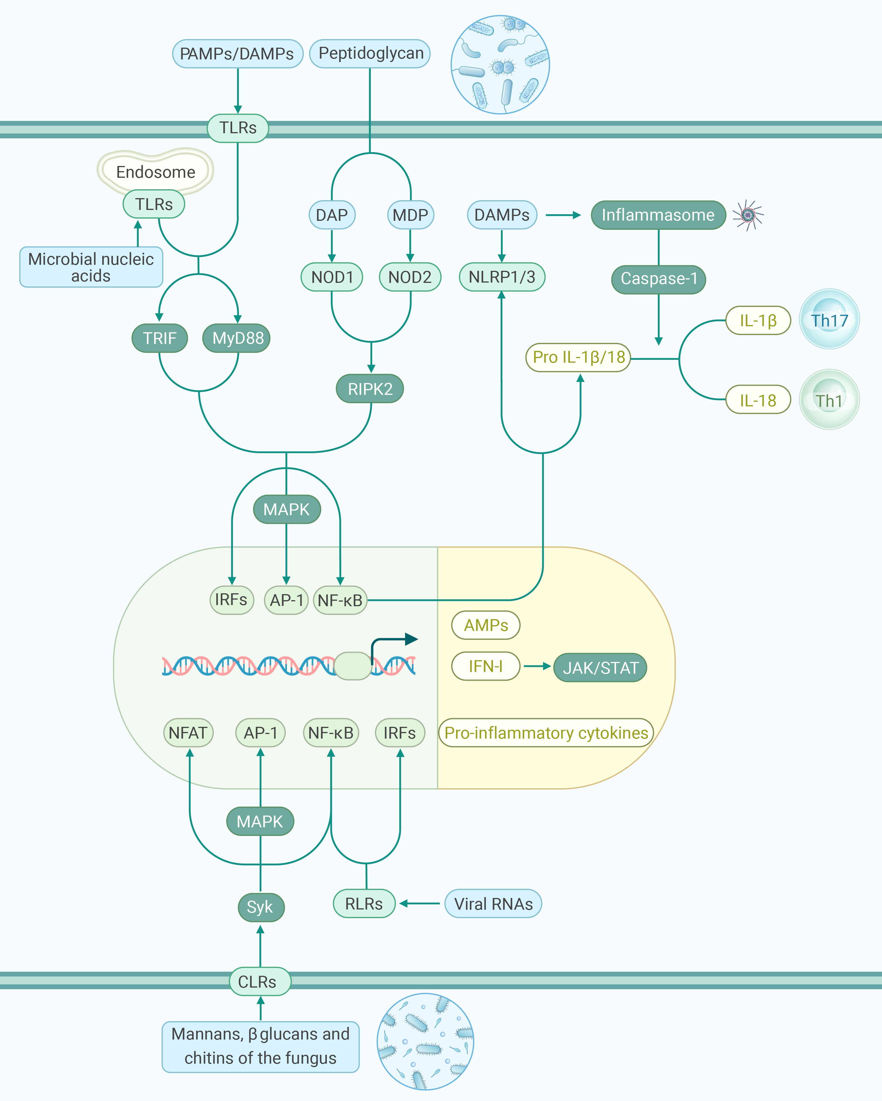 Intestinal microecology dysbiosis in inflammatory bowel disease ...