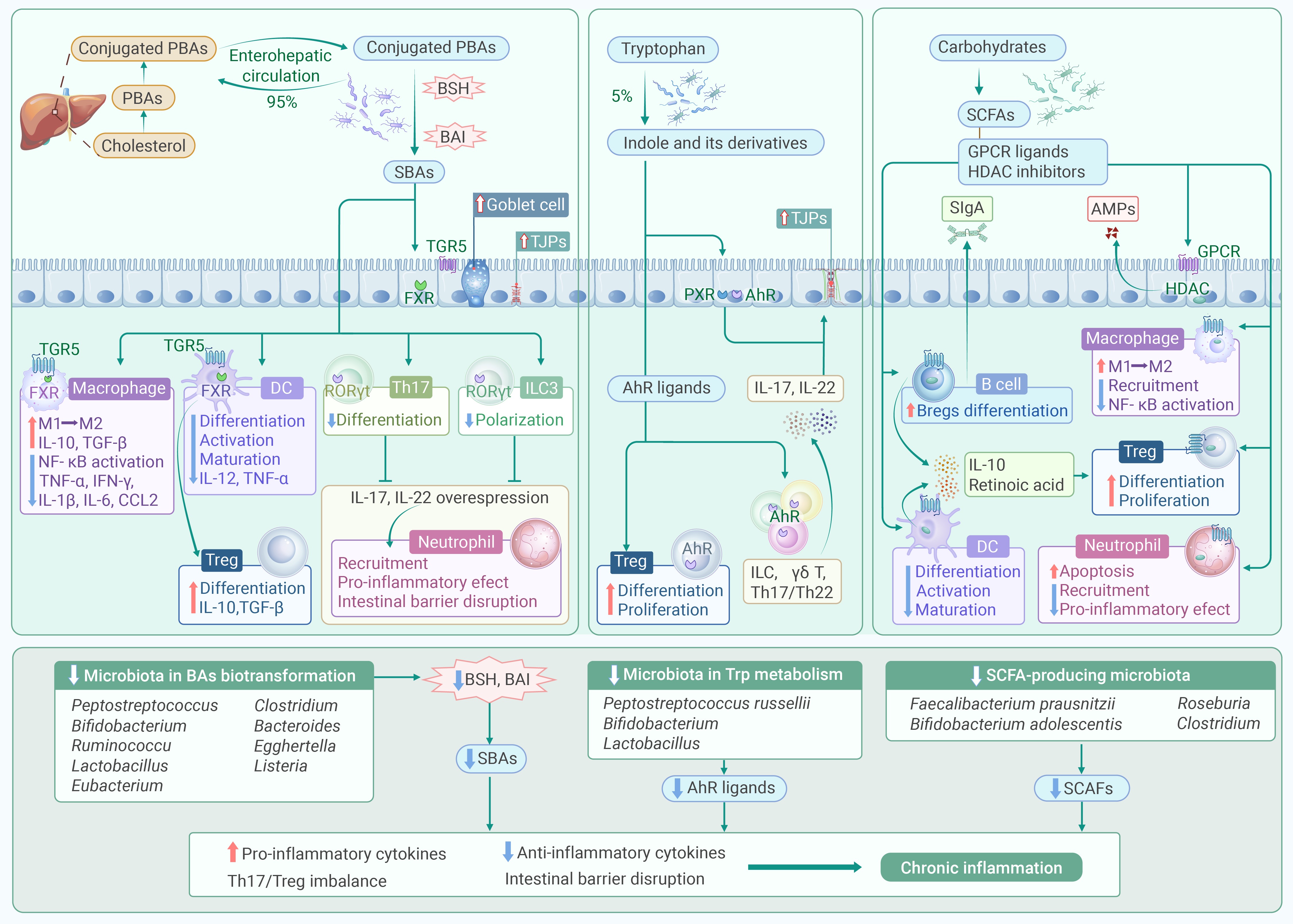 Intestinal microecology dysbiosis in inflammatory bowel disease ...