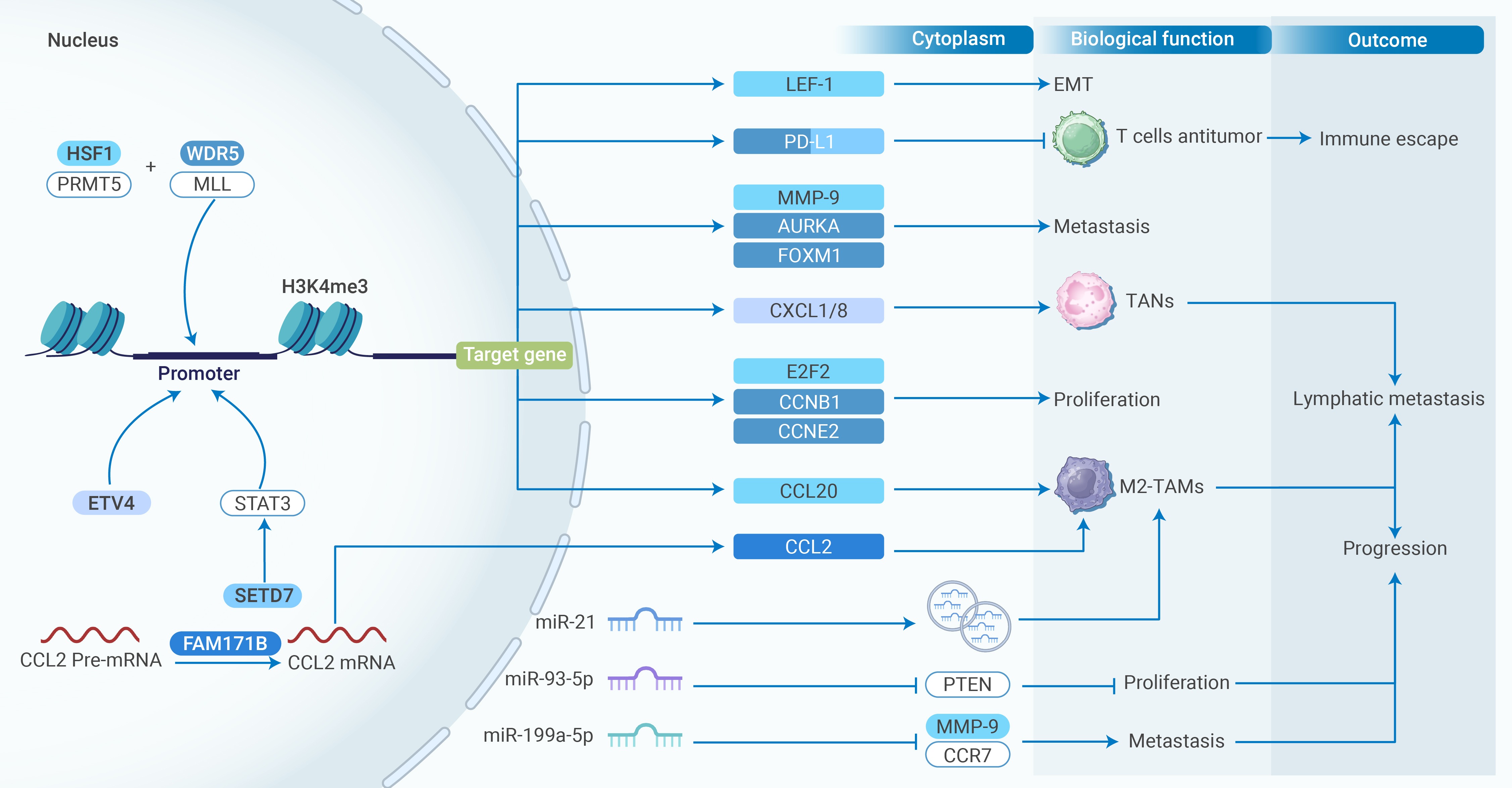 Crosstalk between bladder cancer and the tumor microenvironment ...