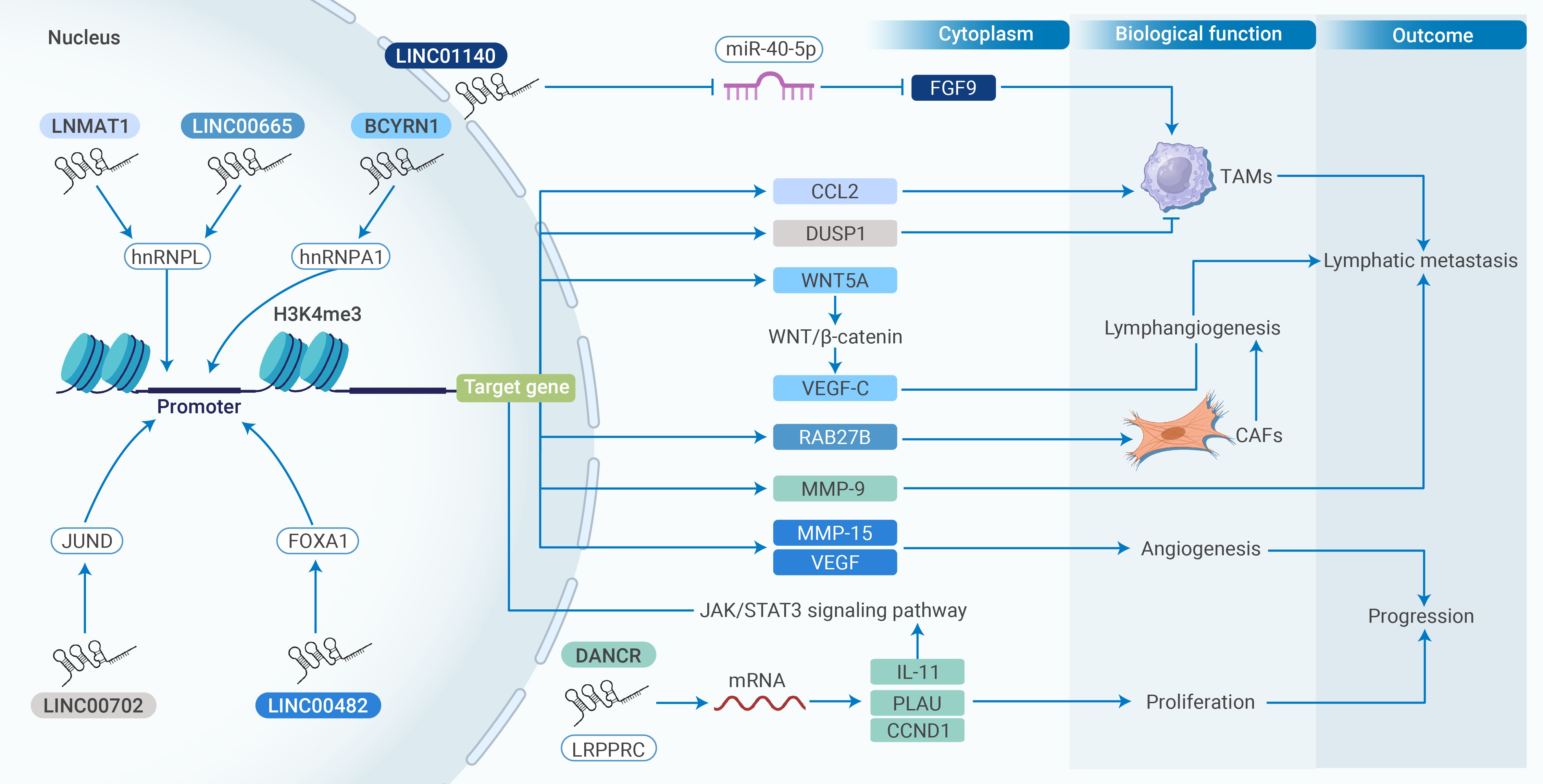 Crosstalk between bladder cancer and the tumor microenvironment ...