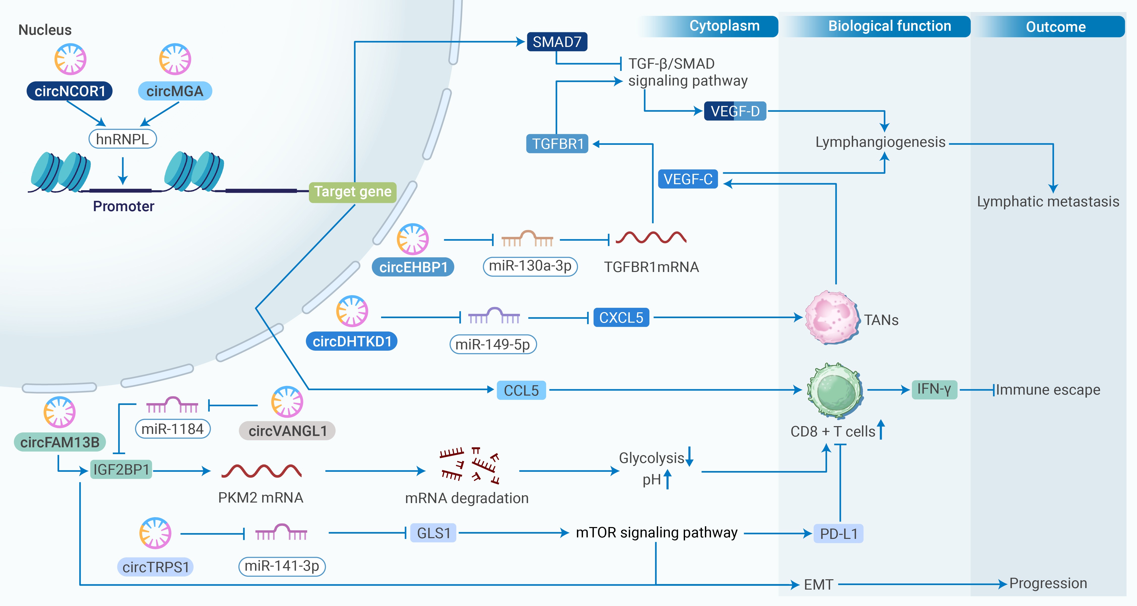 Crosstalk between bladder cancer and the tumor microenvironment ...