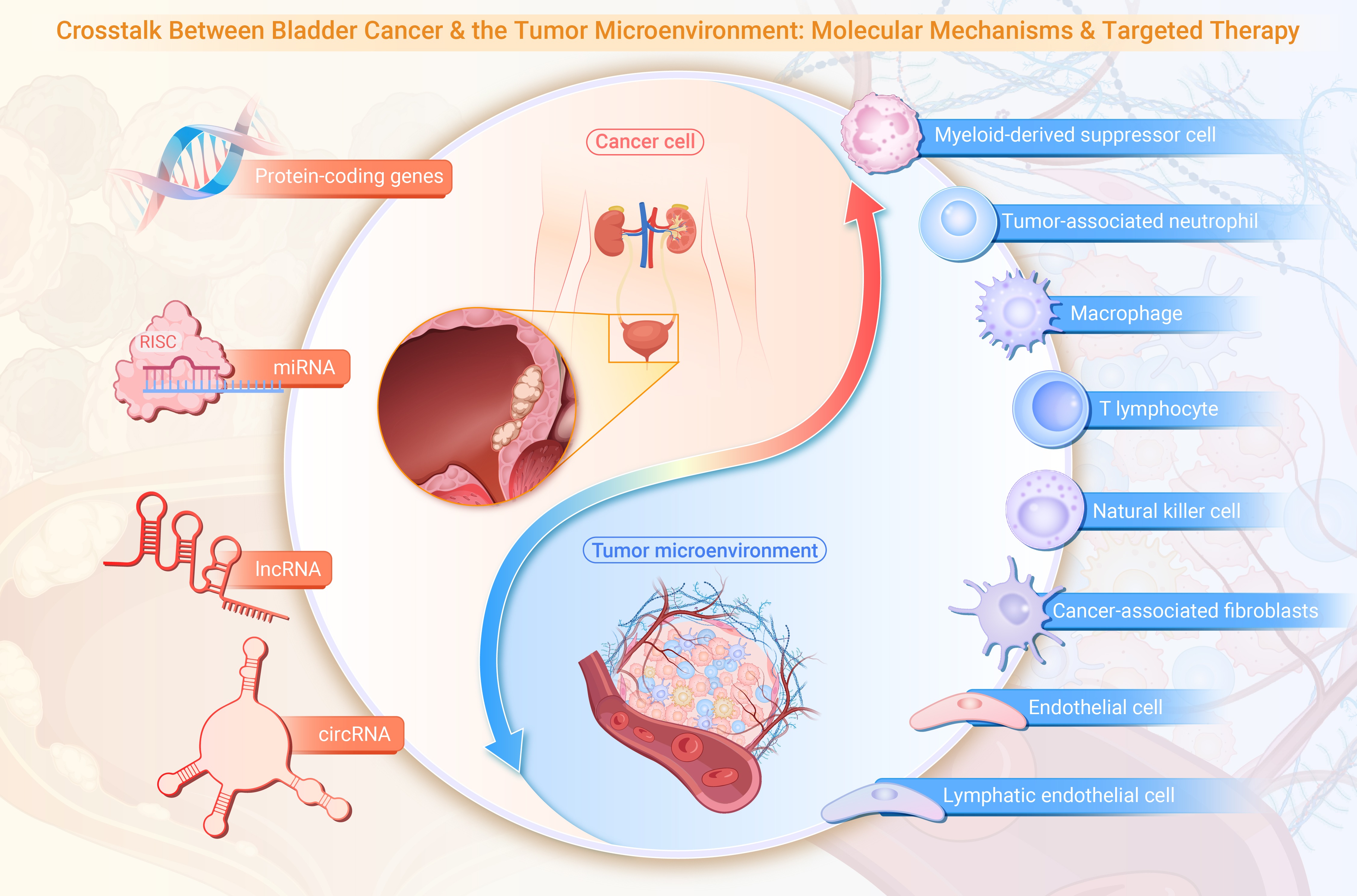 Crosstalk between bladder cancer and the tumor microenvironment ...