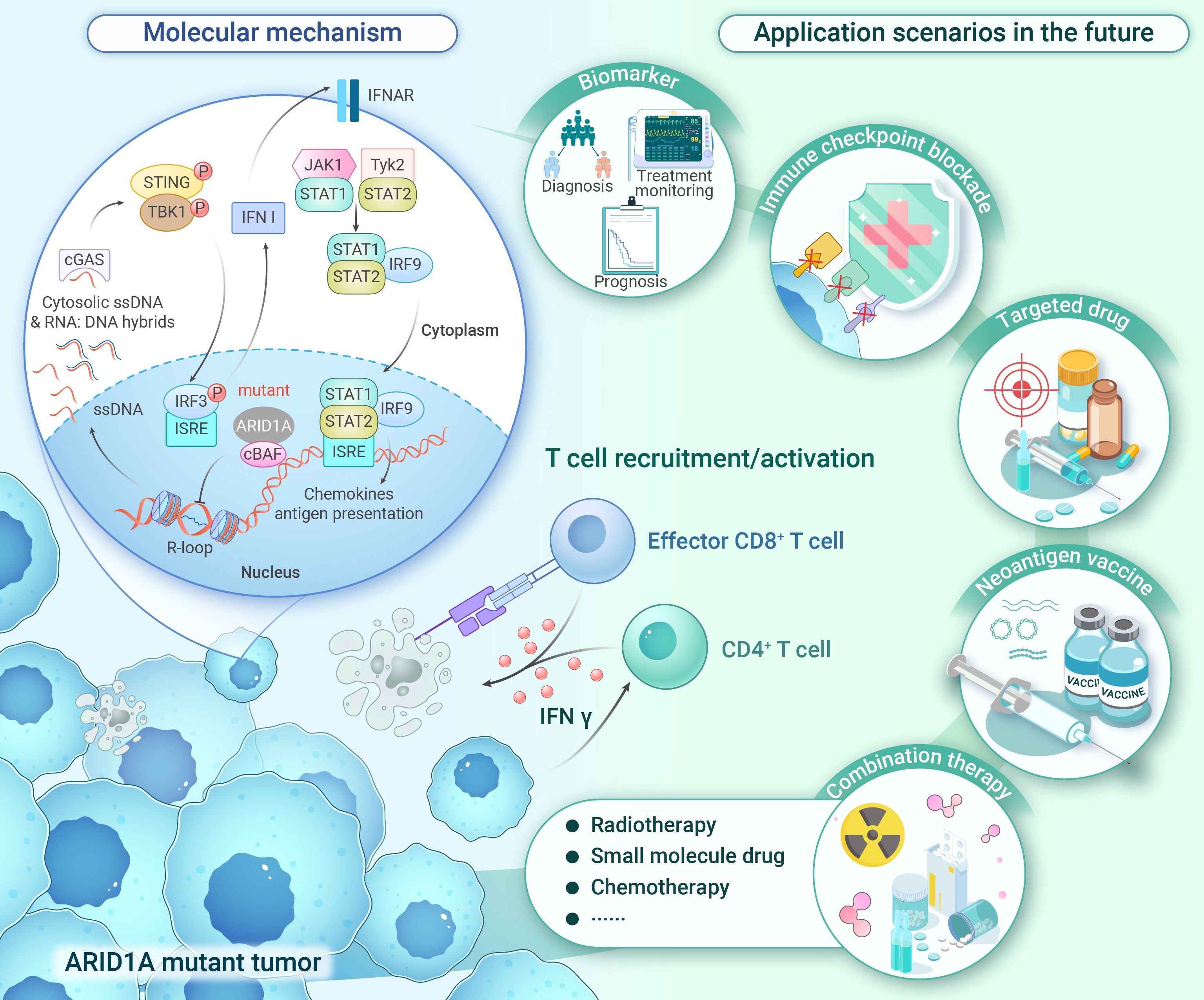 ARID1A mutation: A new target for efficient cancer immunotherapy
