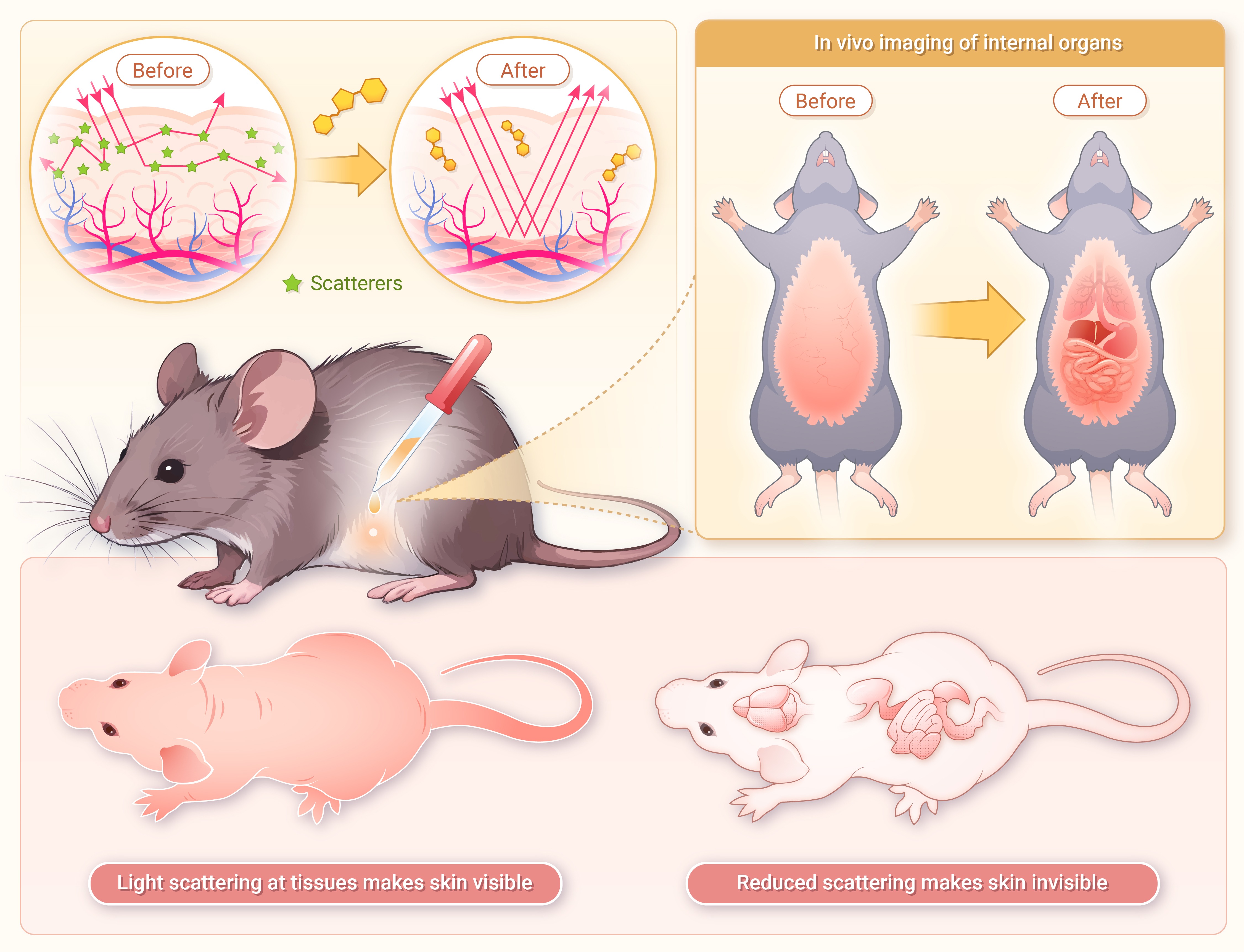 Transparent live mice offer more possibilities for biomedical research
