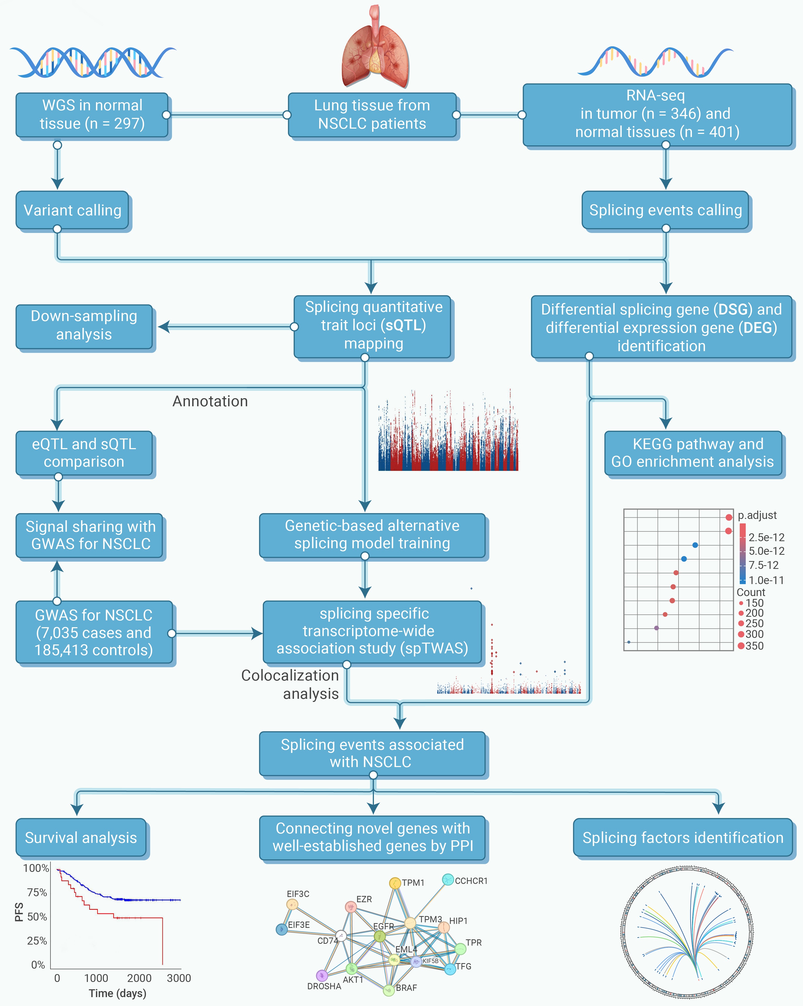 Genetic-informed alternative RNA splicing serves an essential role in ...