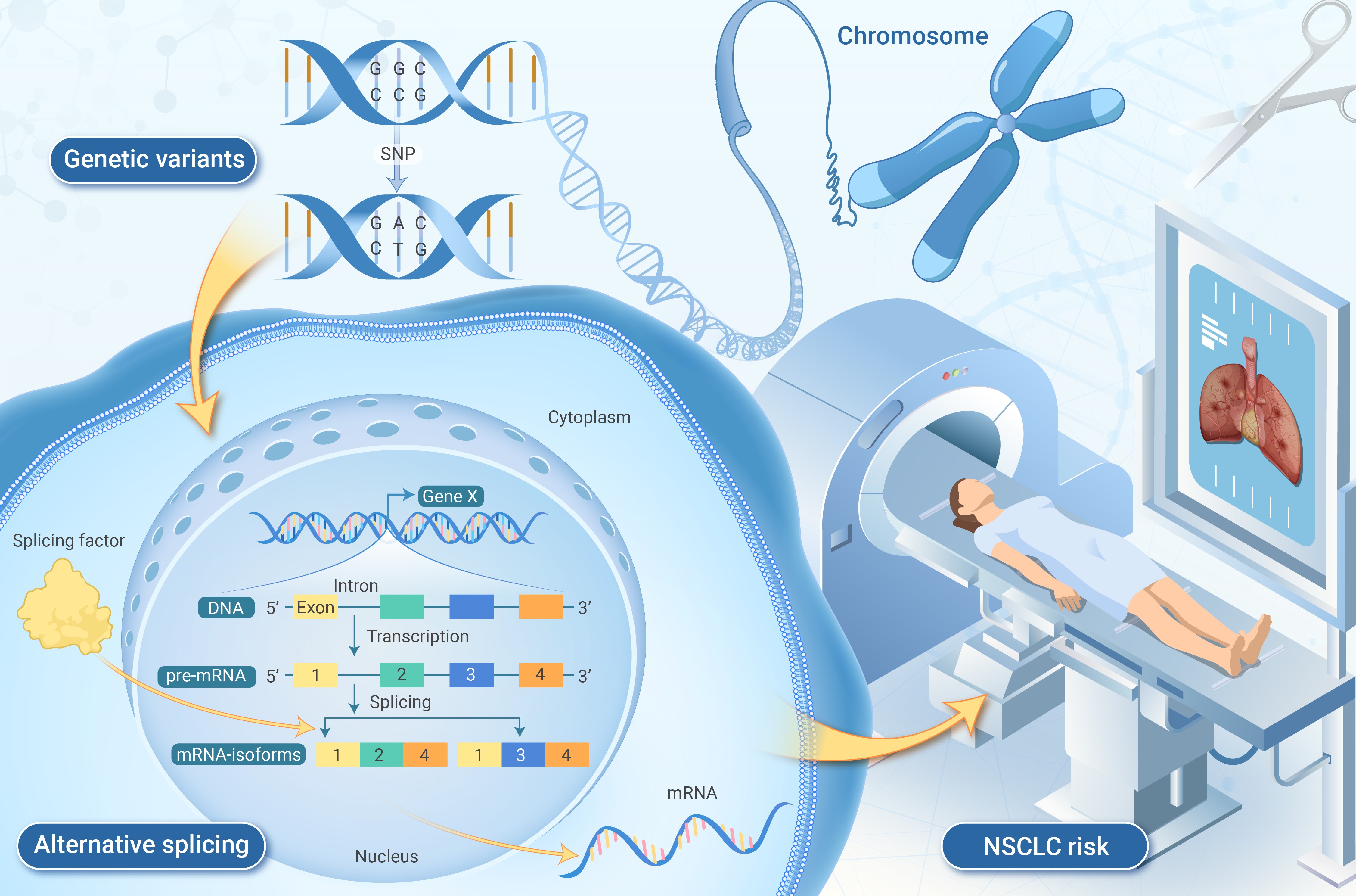 Genetic-informed alternative RNA splicing serves an essential role in ...