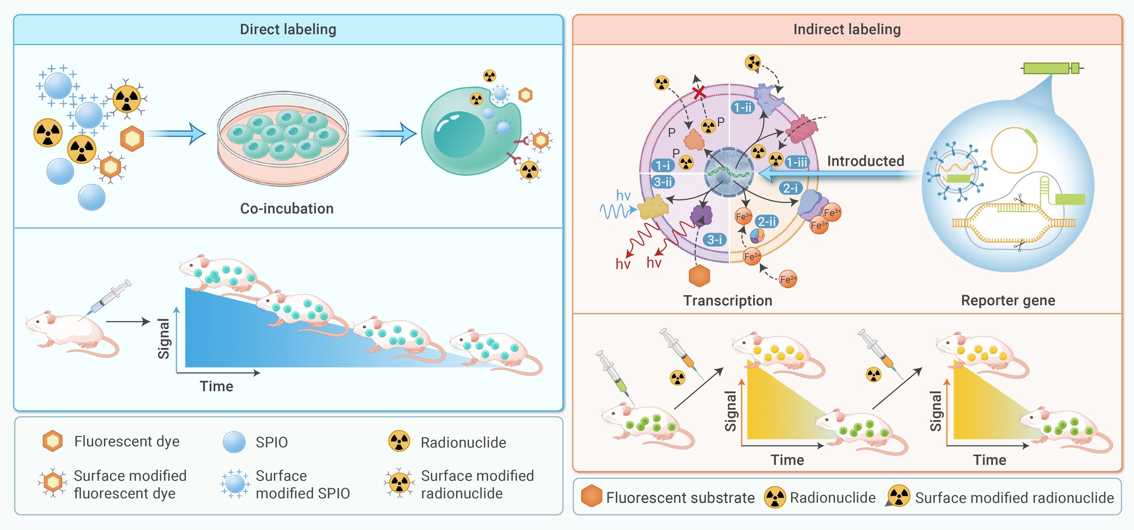 Application of non-invasive imaging on cell tracking of adoptive cell ...