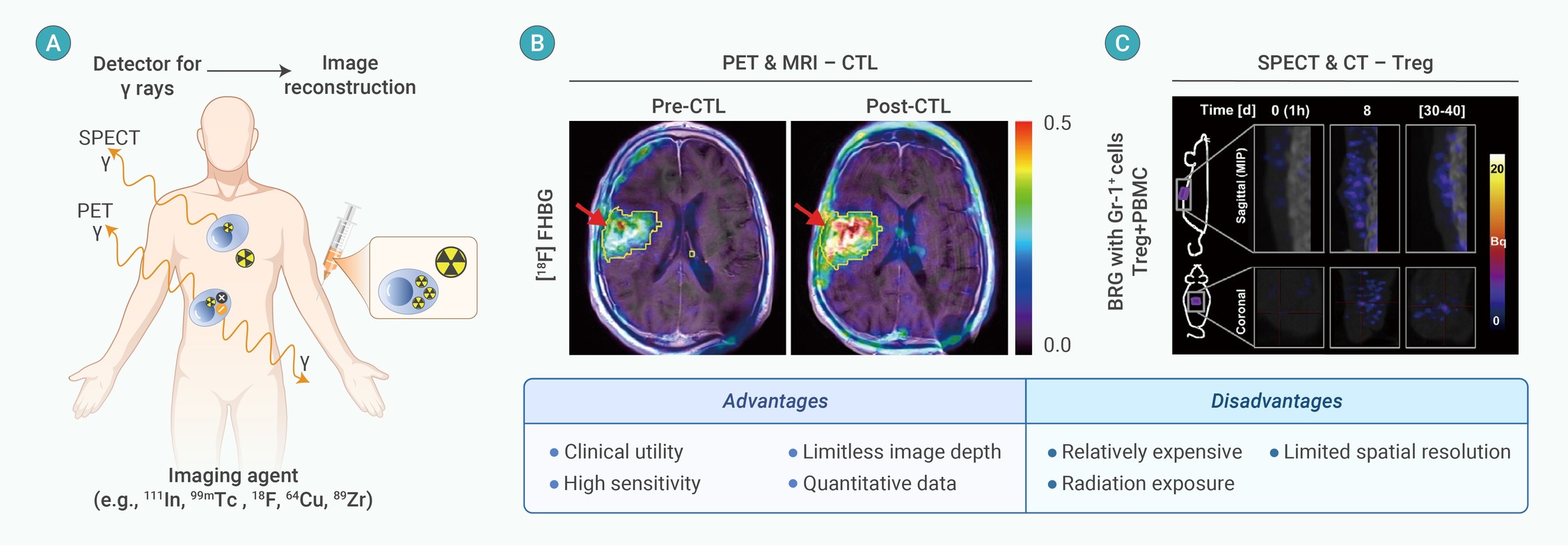 Application of non-invasive imaging on cell tracking of adoptive cell ...