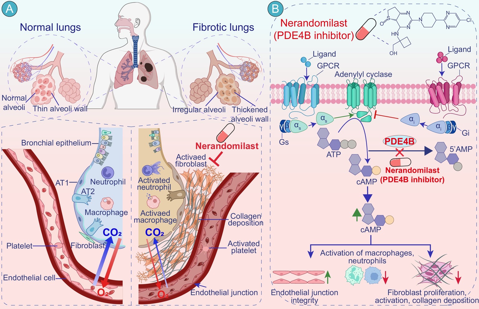 Nerandomilast shatters decade-long stalemate in fibrotic lung diseases ...