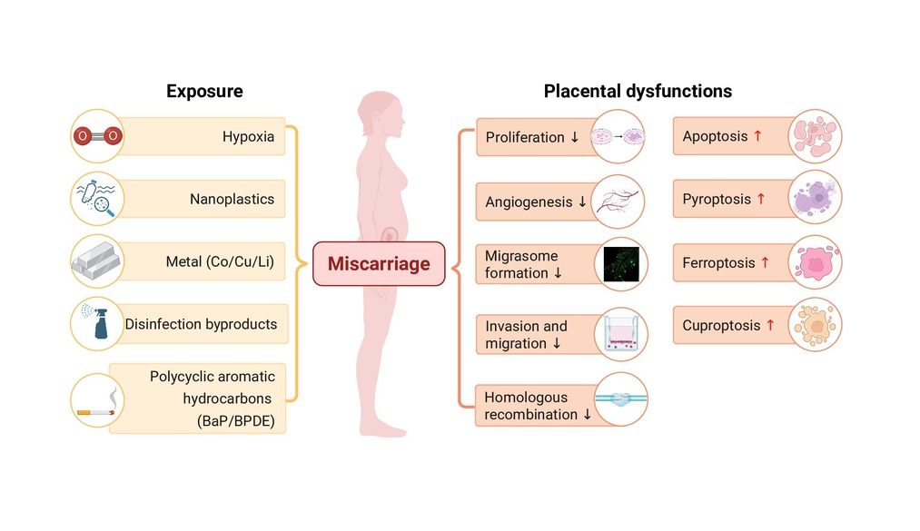 Environmental pollutants cause placental dysfunctions to induce miscarriage