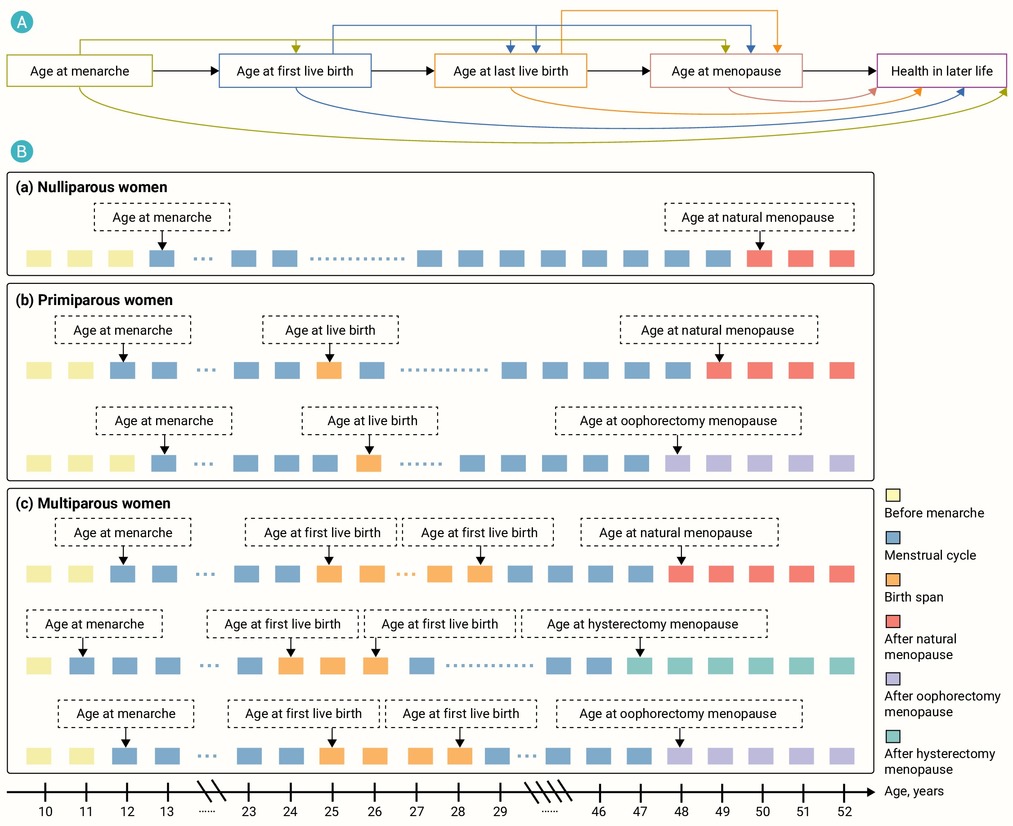 Women’s reproductive life patterns and risk of chronic conditions and ...
