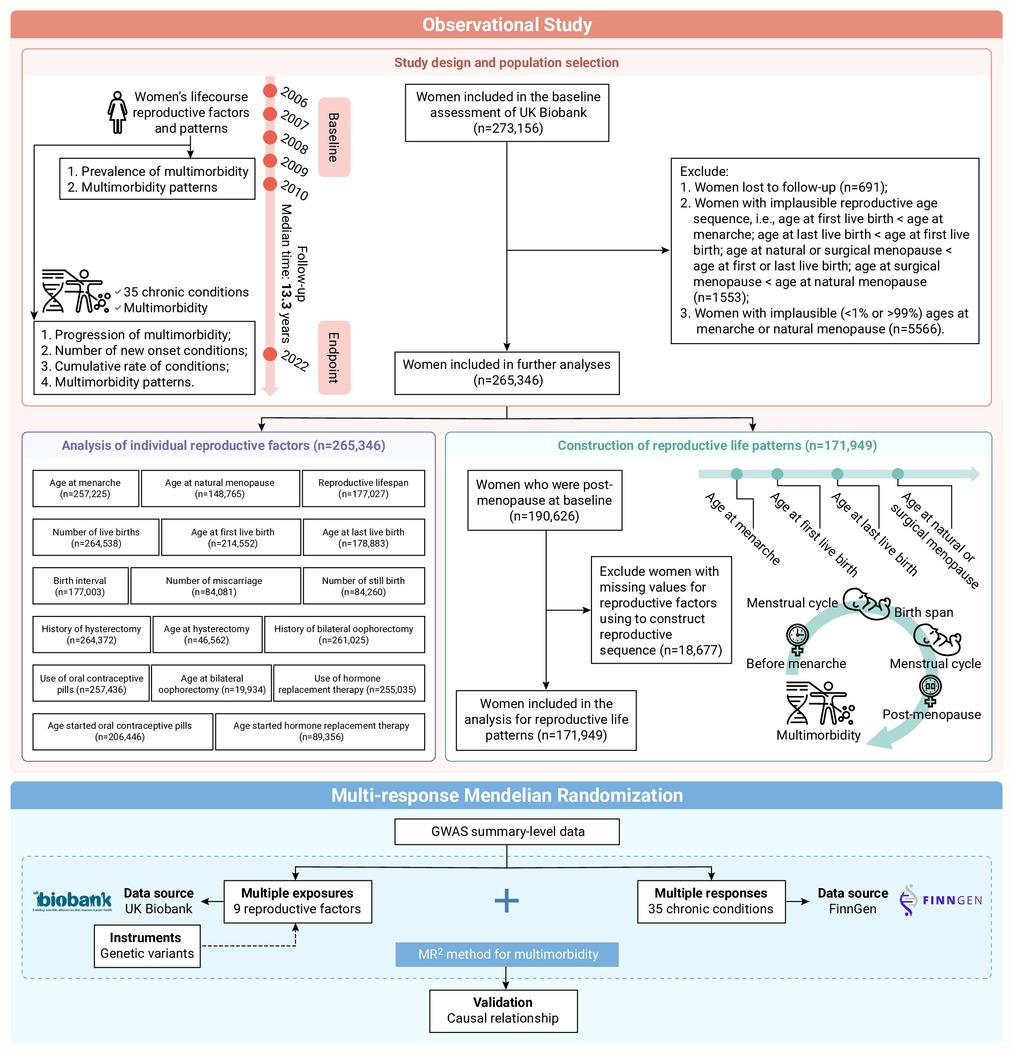 Women’s reproductive life patterns and risk of chronic conditions and ...